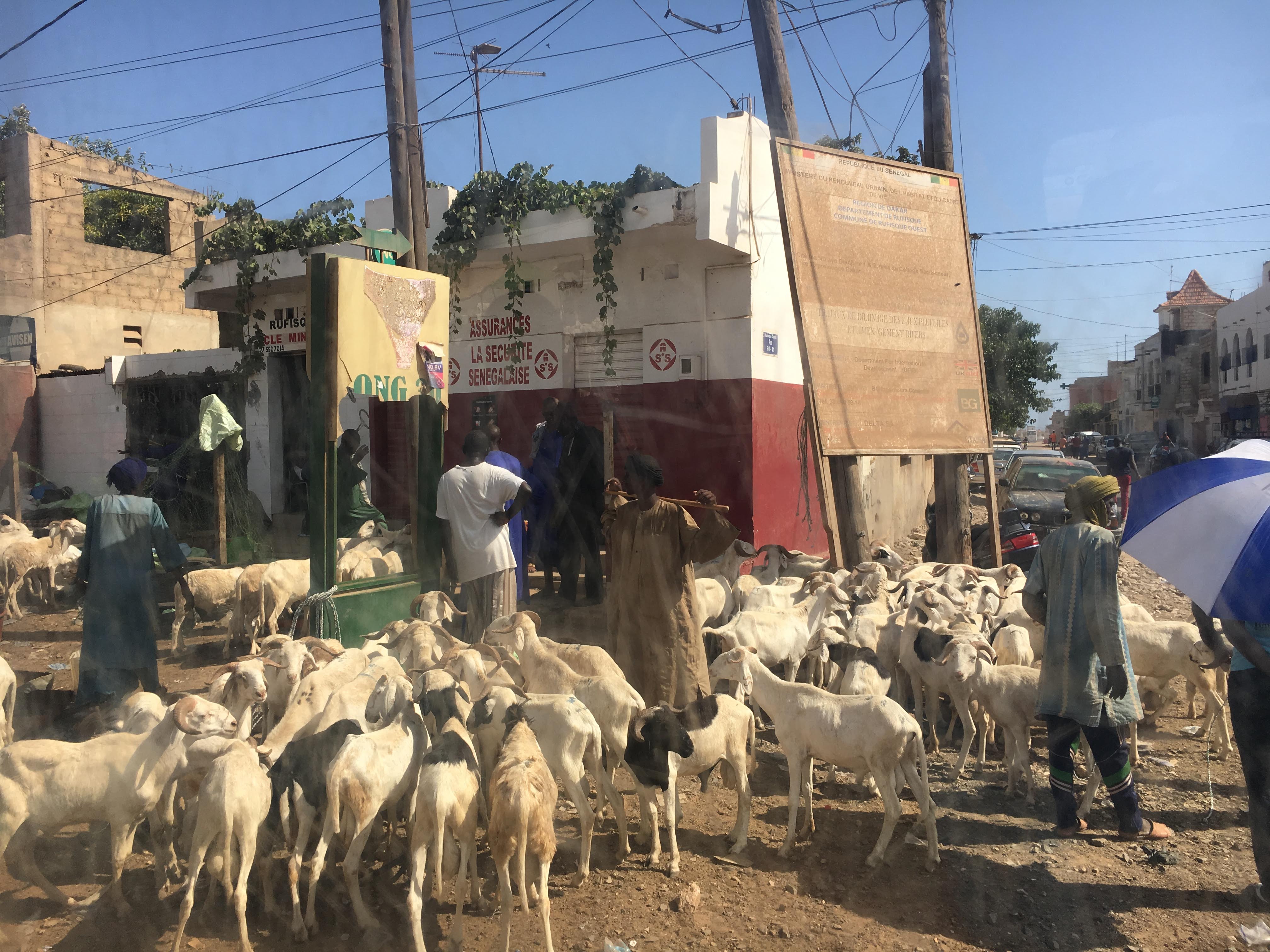 tabaski sheep markets dakar senegal blog (4) – New Faces, New Places